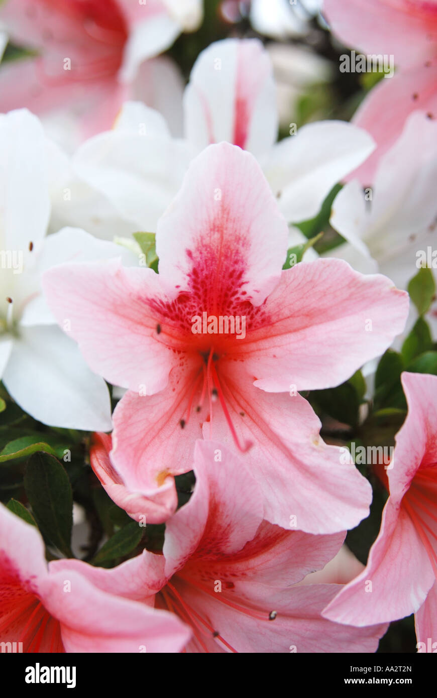 Bonsai Trees Azalea in bloom Stock Photo - Alamy