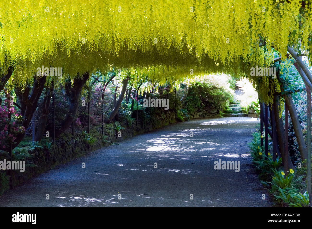 labernum arch bodnant gardens north wales Stock Photo - Alamy