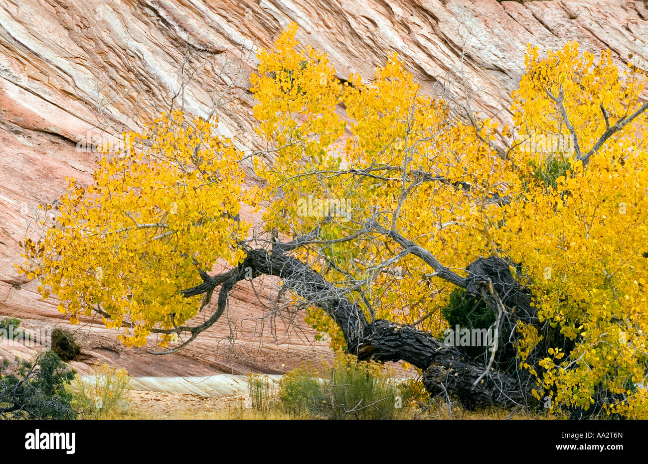 tree in the canyon Stock Photo - Alamy