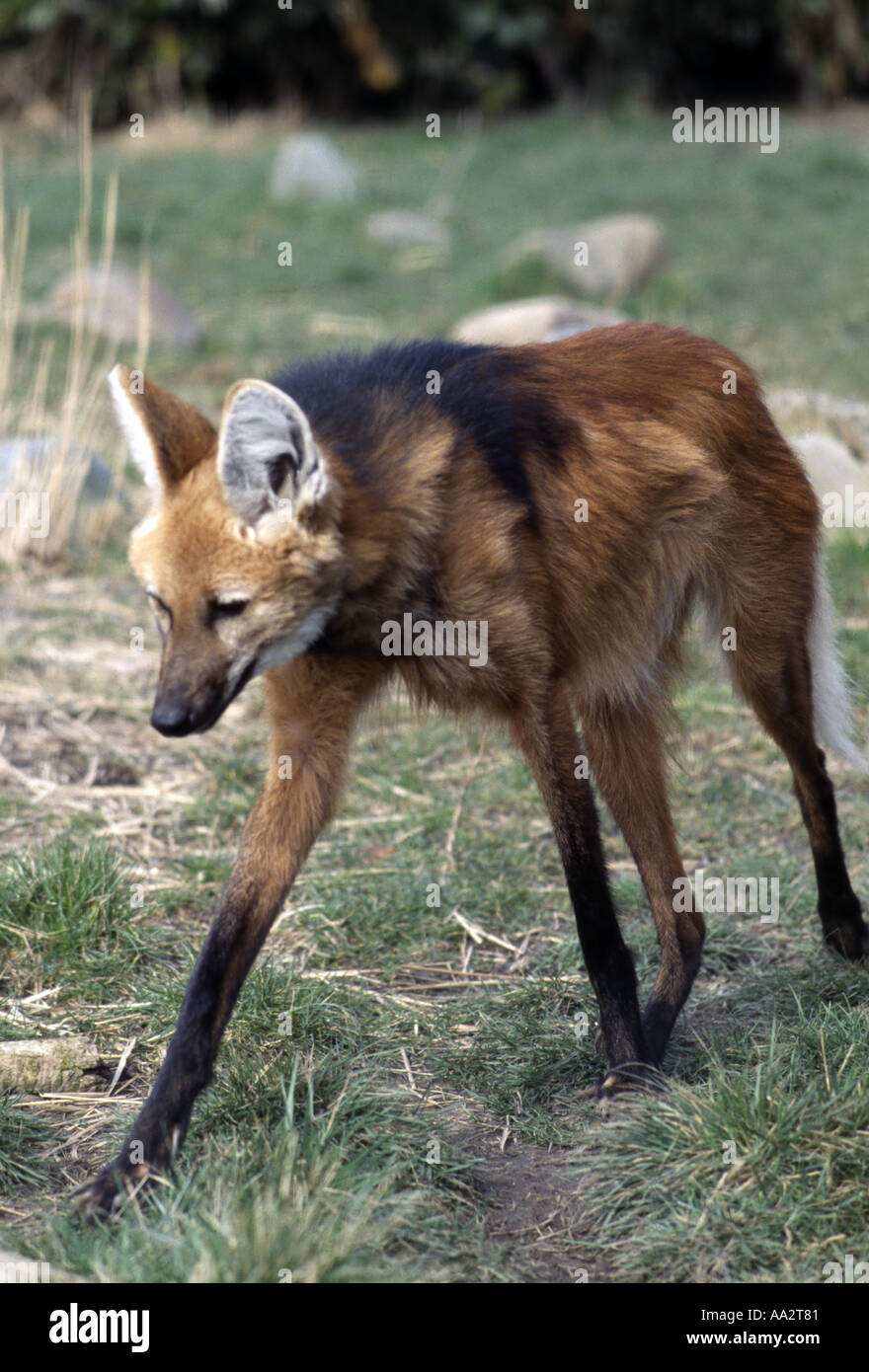 Maned wolf walking hi-res stock photography and images - Alamy