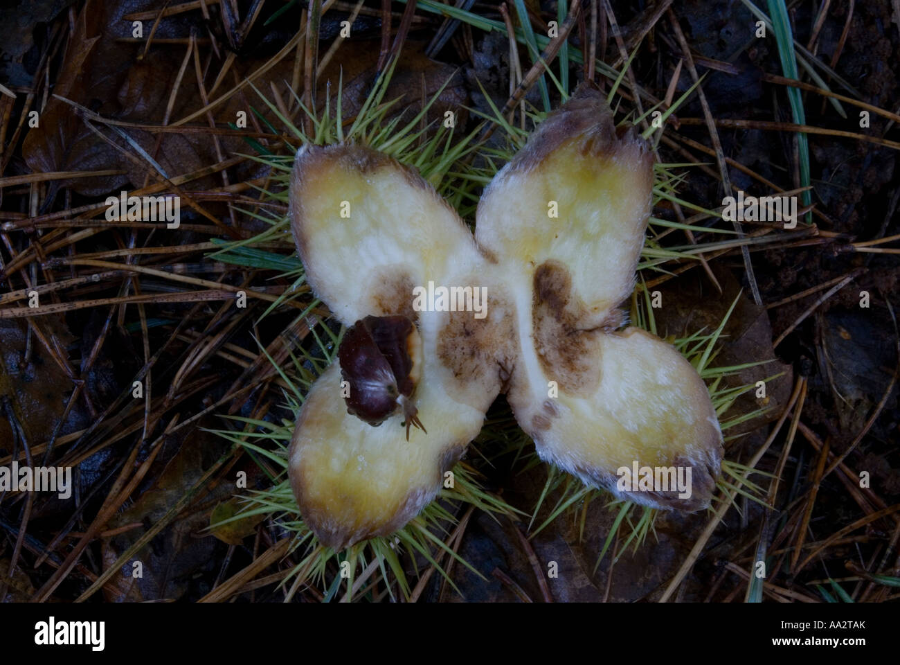 horse chestnut seed pod Stock Photo - Alamy