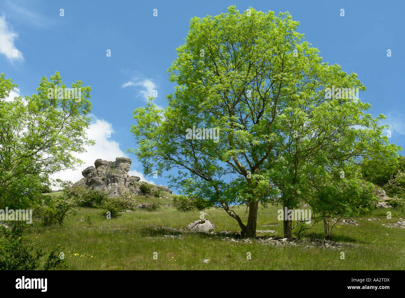 summer in chee dale Stock Photo - Alamy