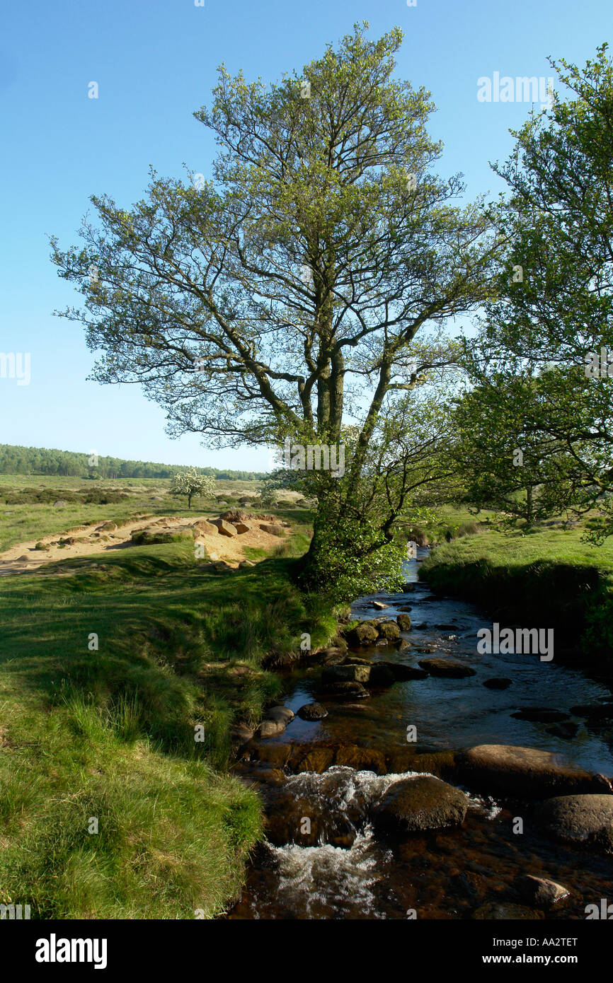 stream and tree - derbyshire Stock Photo - Alamy