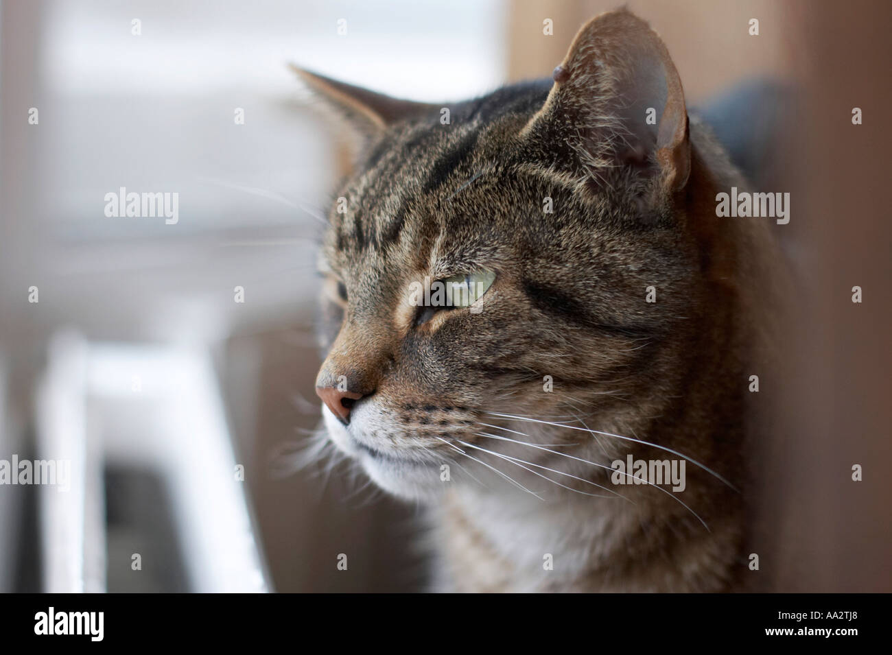 Cat h hi-res stock photography and images - Alamy