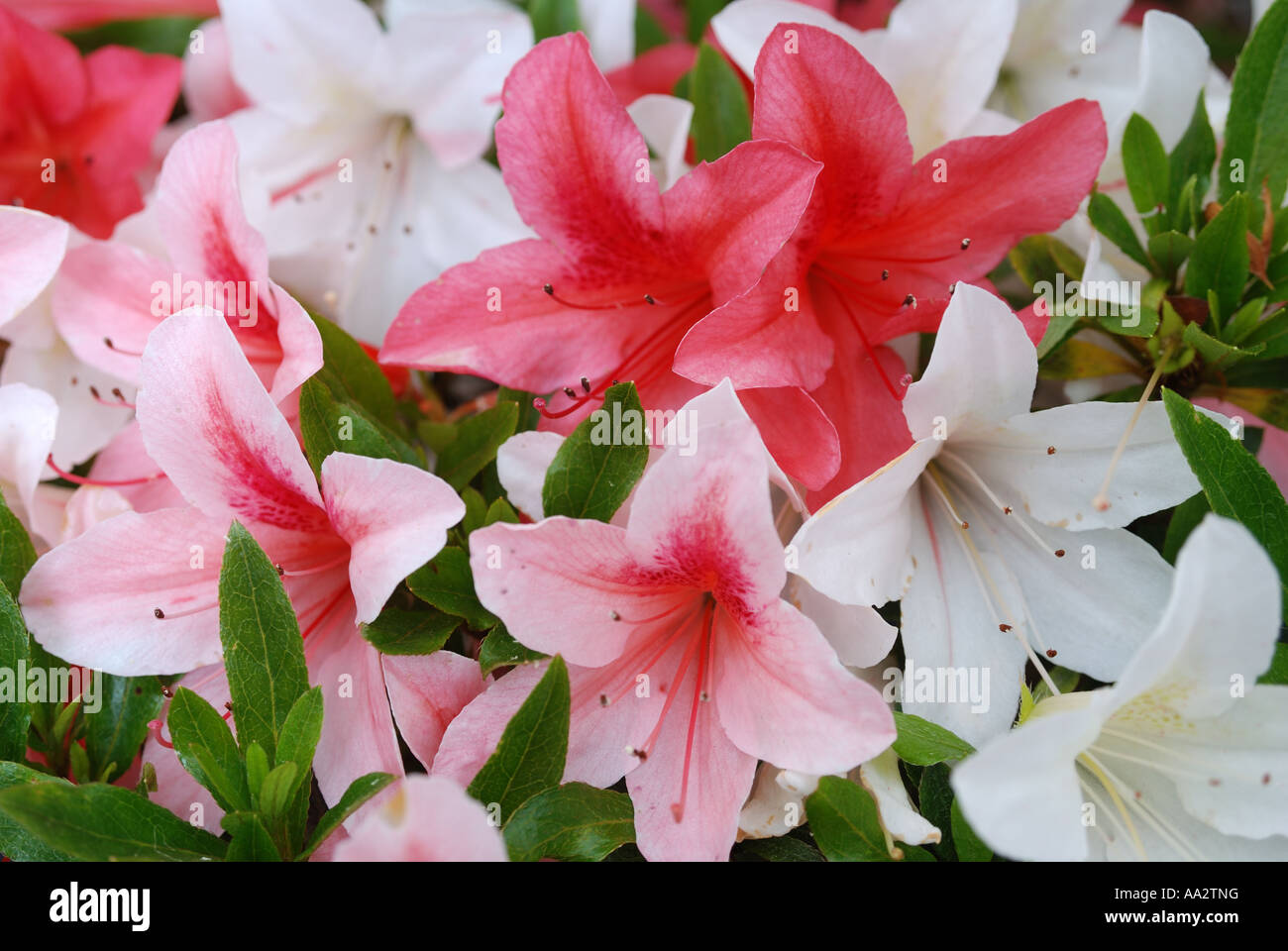 Bonsai Trees Azalea in bloom Stock Photo - Alamy