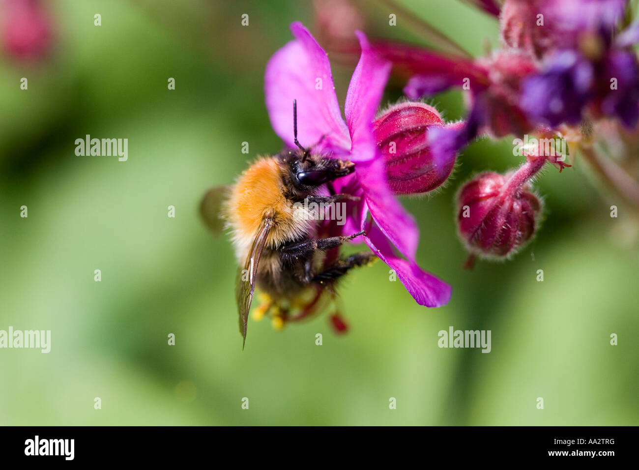 Bumble Bee on a Pink Geranium Stock Photo - Alamy