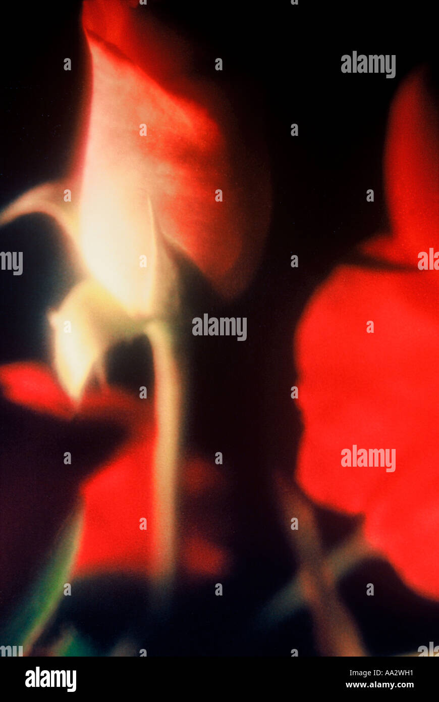 Romantic red roses Stock Photo - Alamy