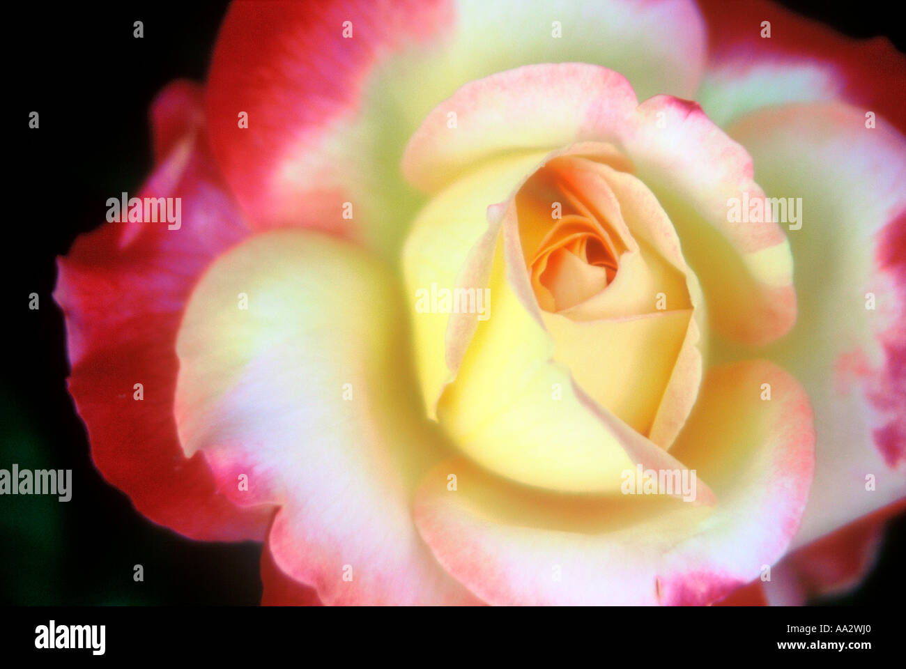 Red Yellow and White rose Stock Photo - Alamy