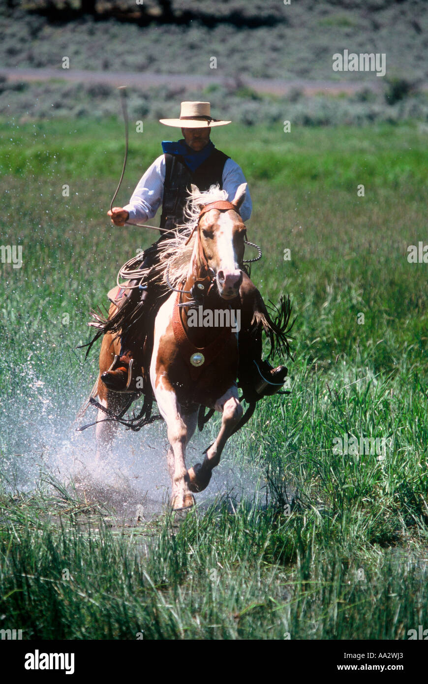 A cowboy and his horse running through a wetland in Oregon Stock Photo ...