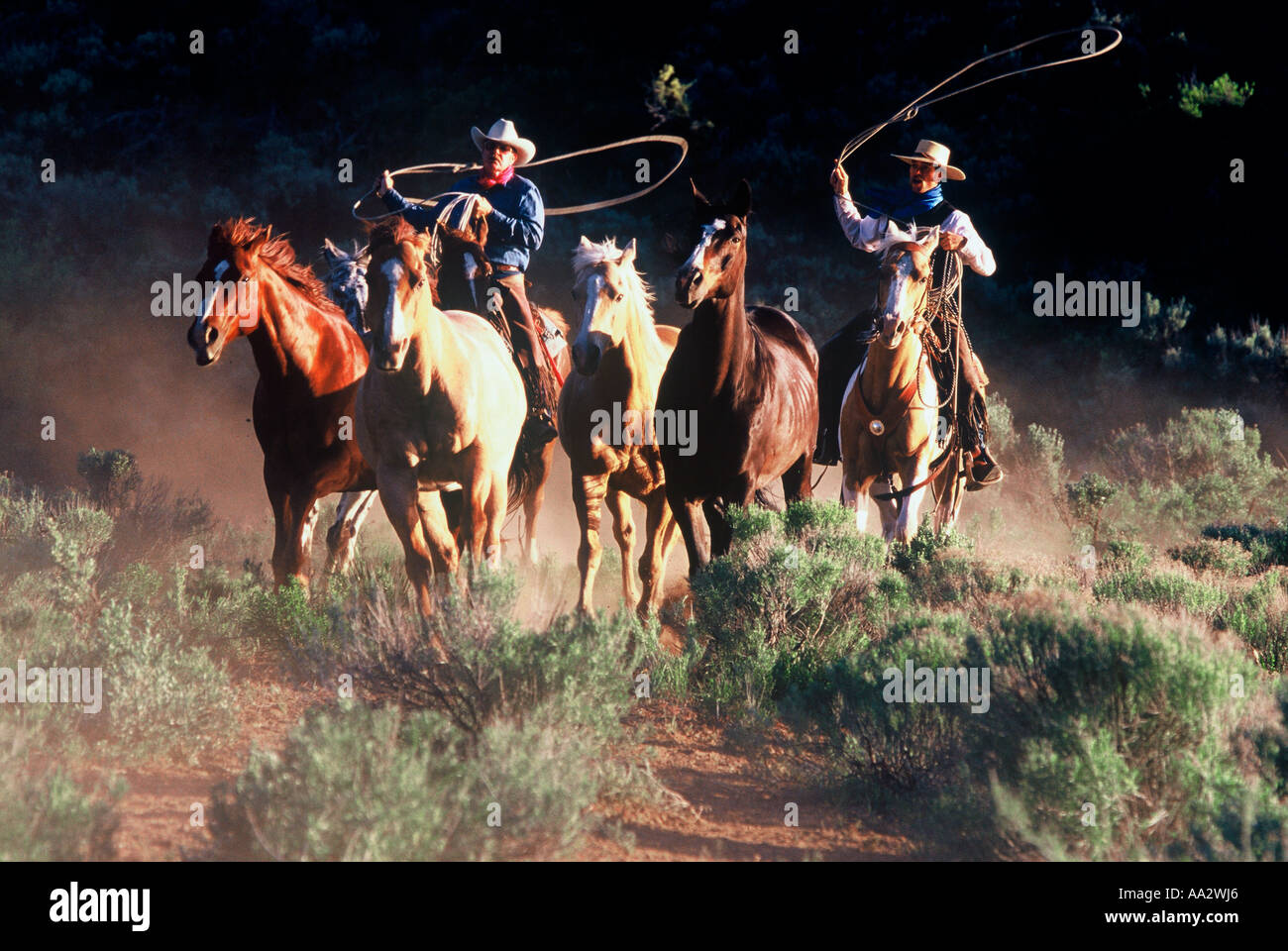 Two cowboys on horseback chasing a group of horses in Western America ...
