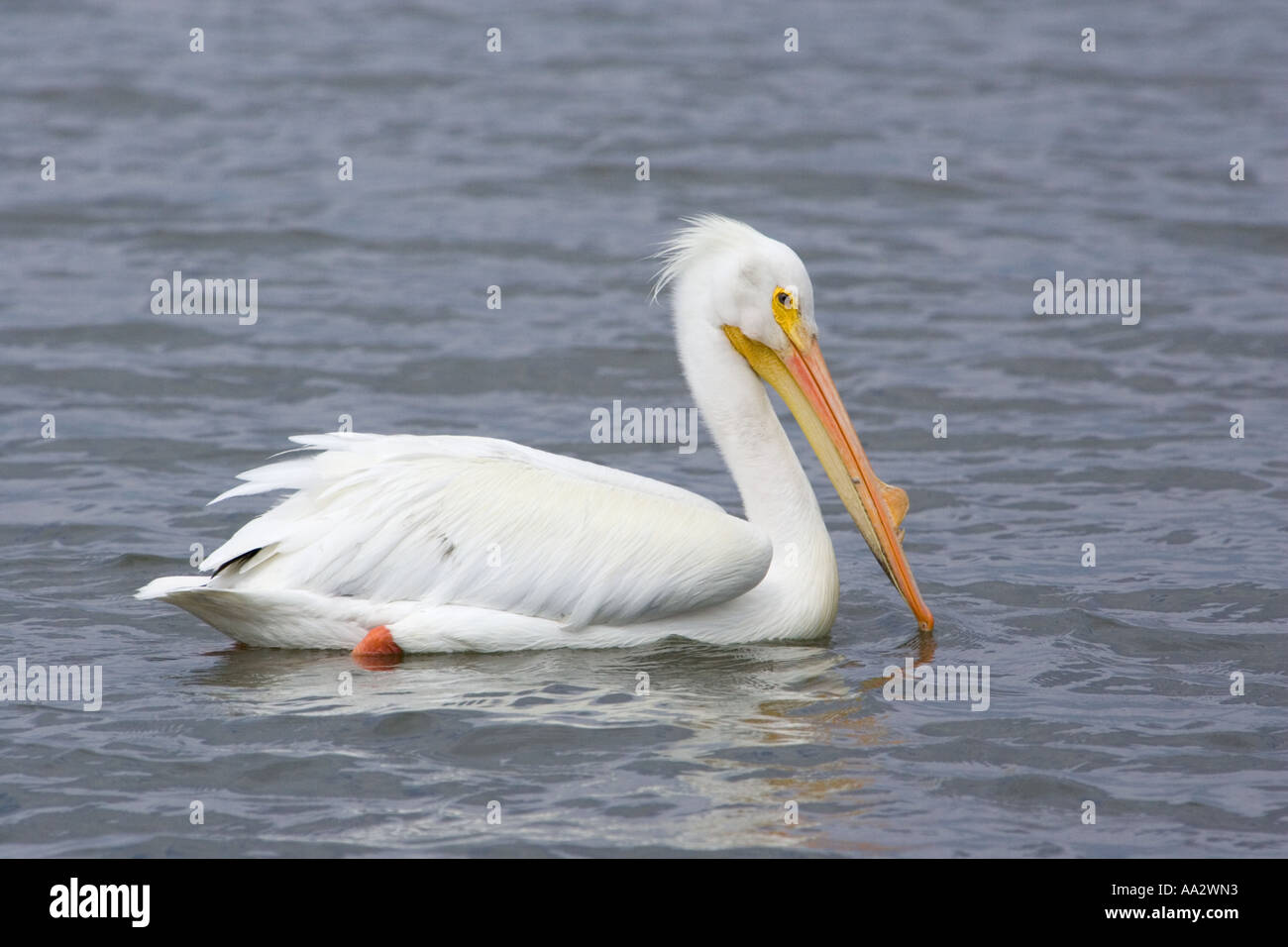American White Pelican Adult breeding plumage Stock Photo - Alamy
