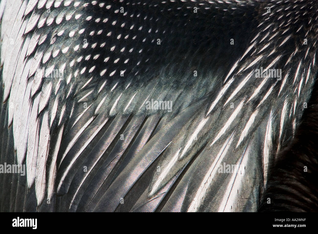 Back feather detail hi-res stock photography and images - Alamy