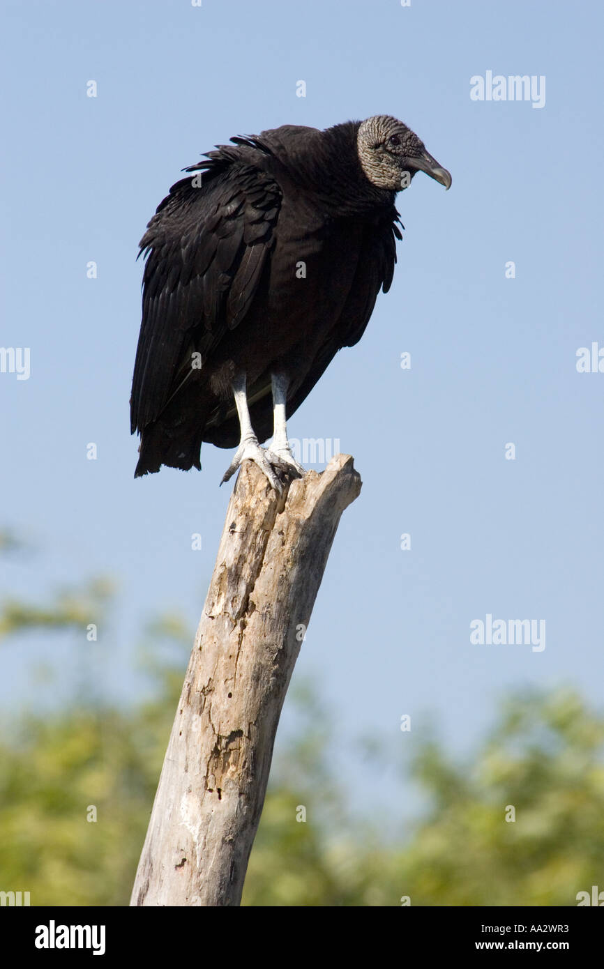Black Vulture Adult at rest in old tree Stock Photo - Alamy