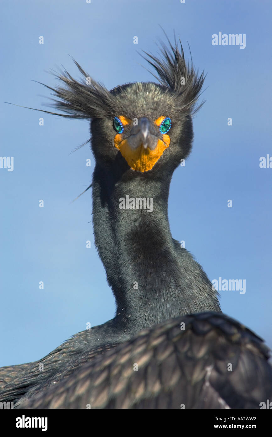 Double Crested Cormorant Adult facial study Stock Photo - Alamy