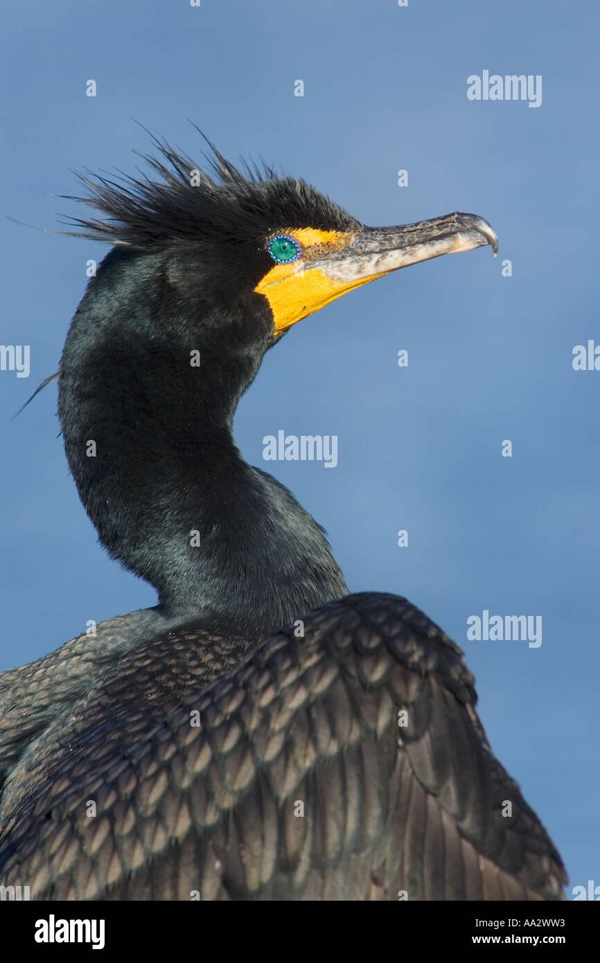 Double Crested Cormorant Adult breeding plumage facial study Stock ...