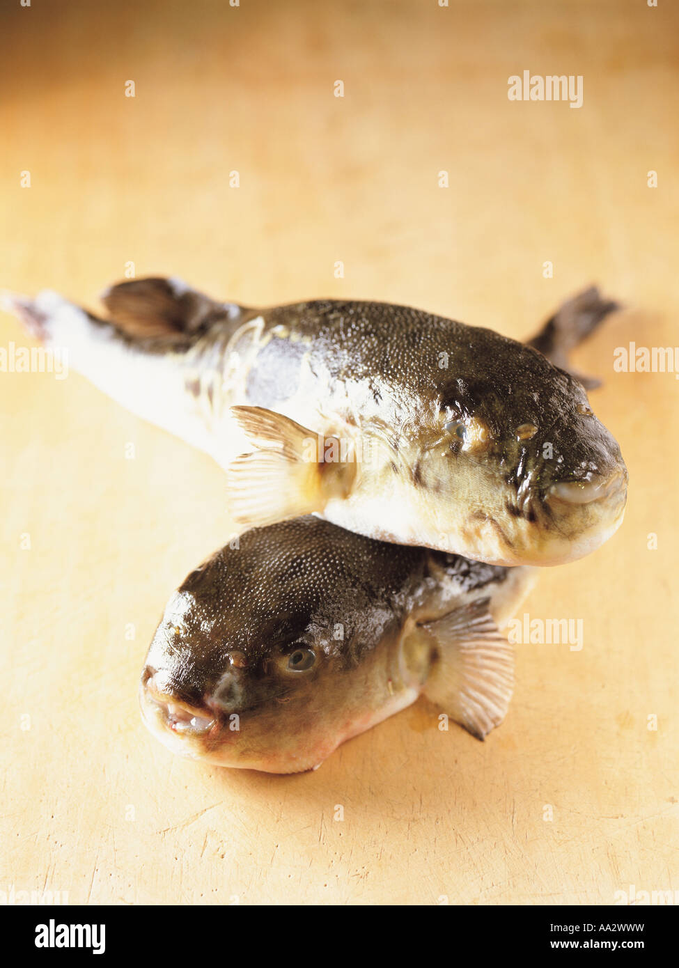 Swellfish hi-res stock photography and images - Alamy