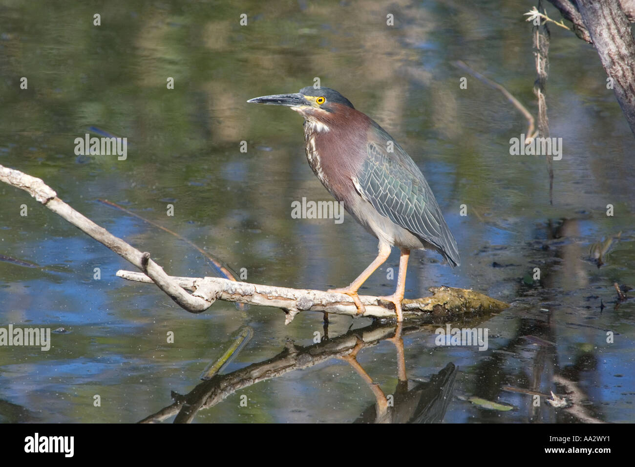 Green Heron Adult on floating twig fishing Alert posture Stock Photo ...