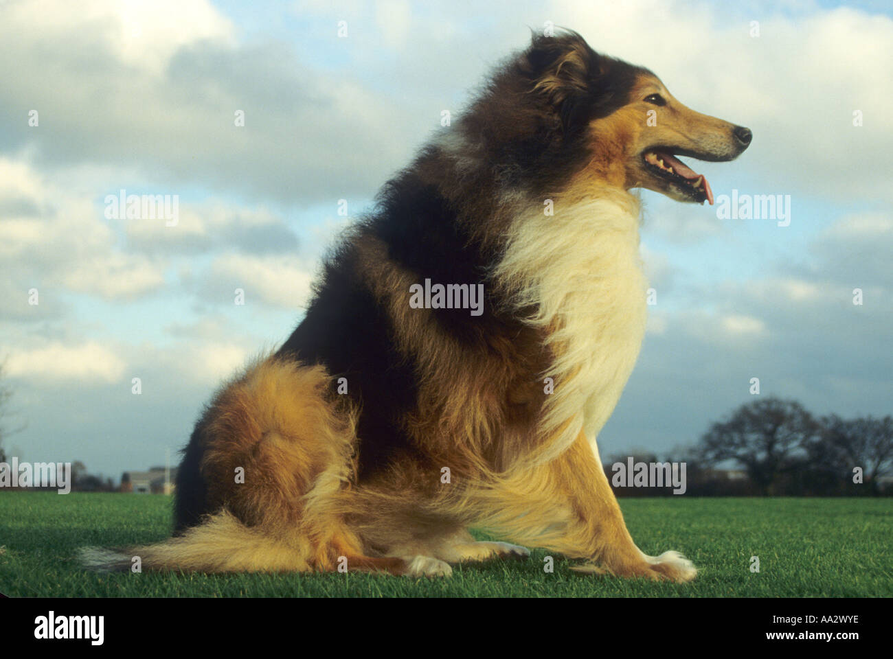 Rough collie male hi-res stock photography and images - Alamy