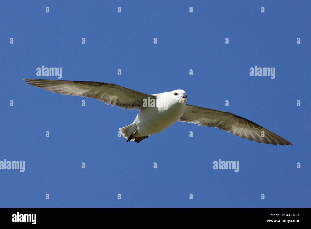 Northern Fulmar Adult bird in flight Stock Photo - Alamy