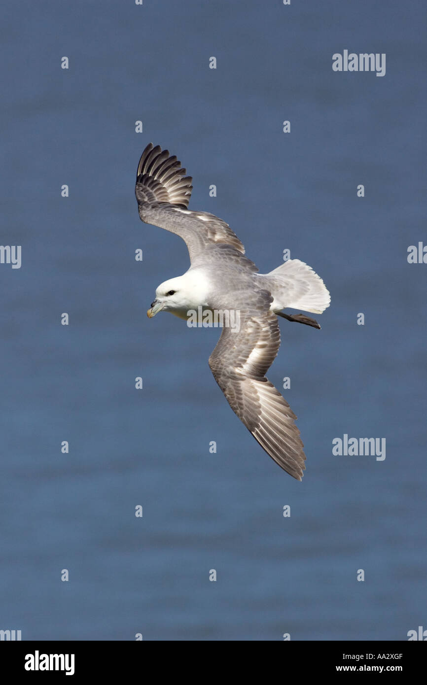 Northern Fulmar Adult bird in flight Stock Photo - Alamy