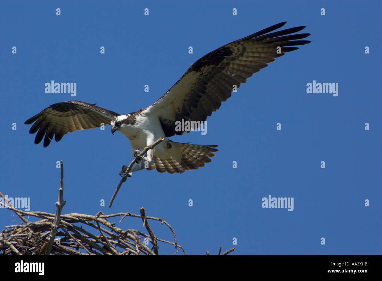 Osprey Adult male in flight returning with nesting material Stock Photo ...