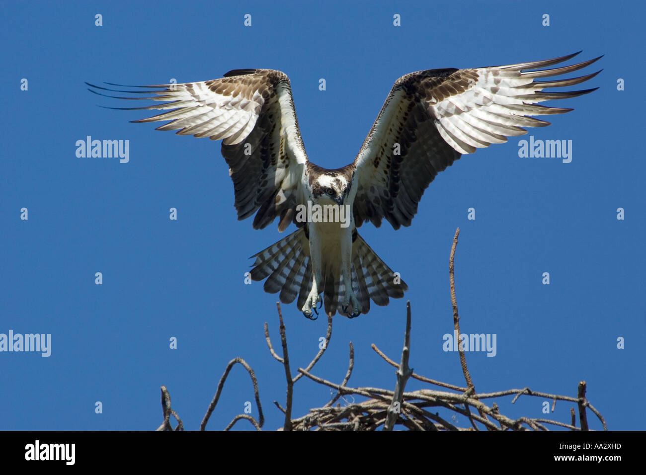 Osprey nest site hi-res stock photography and images - Alamy