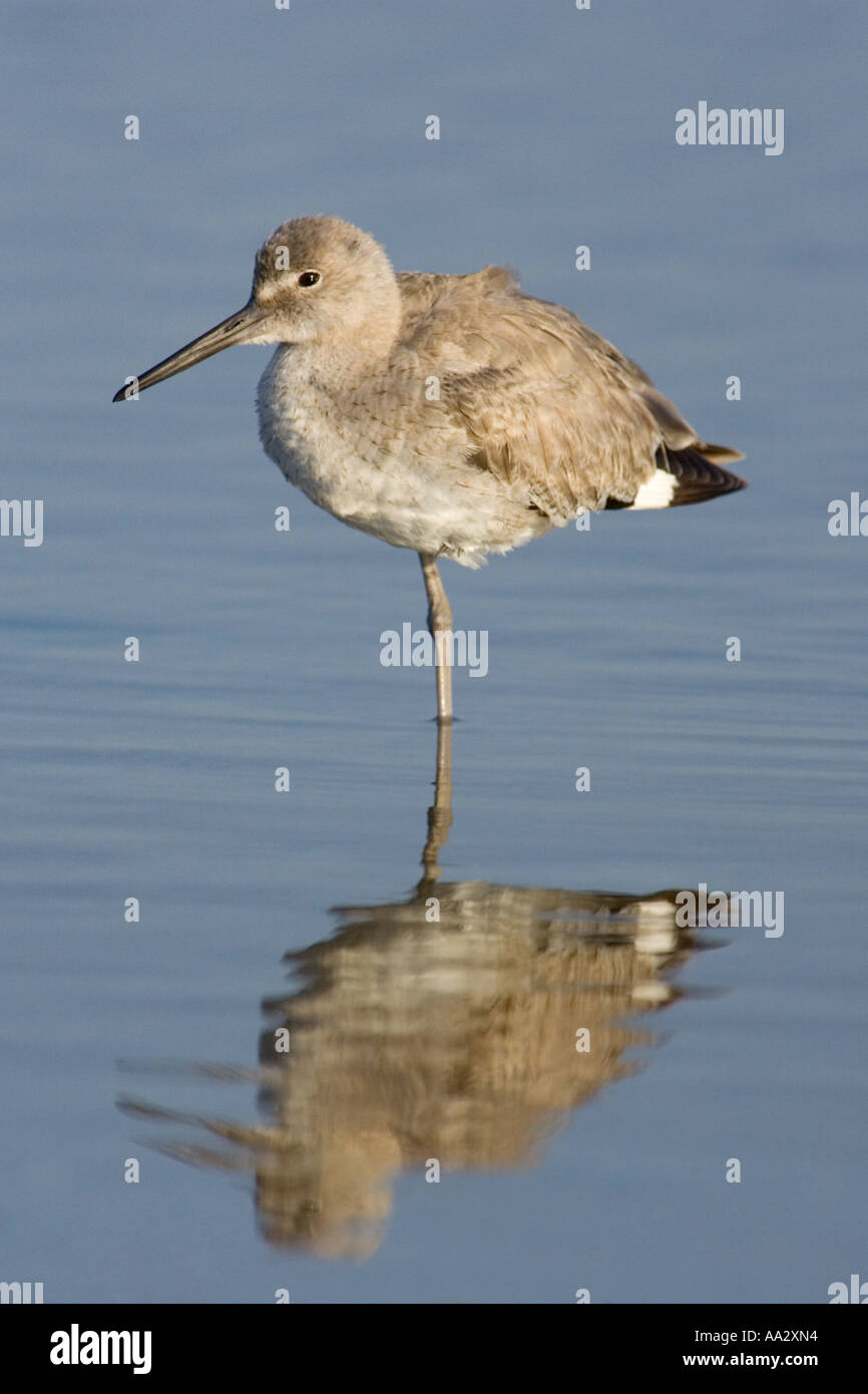 Plumage reflects hi-res stock photography and images - Alamy