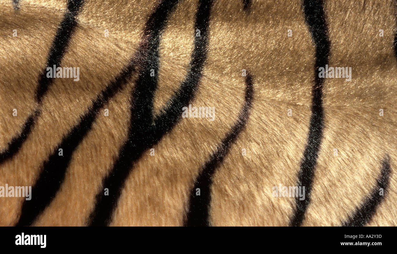 animal print fabric swatch Stock Photo - Alamy