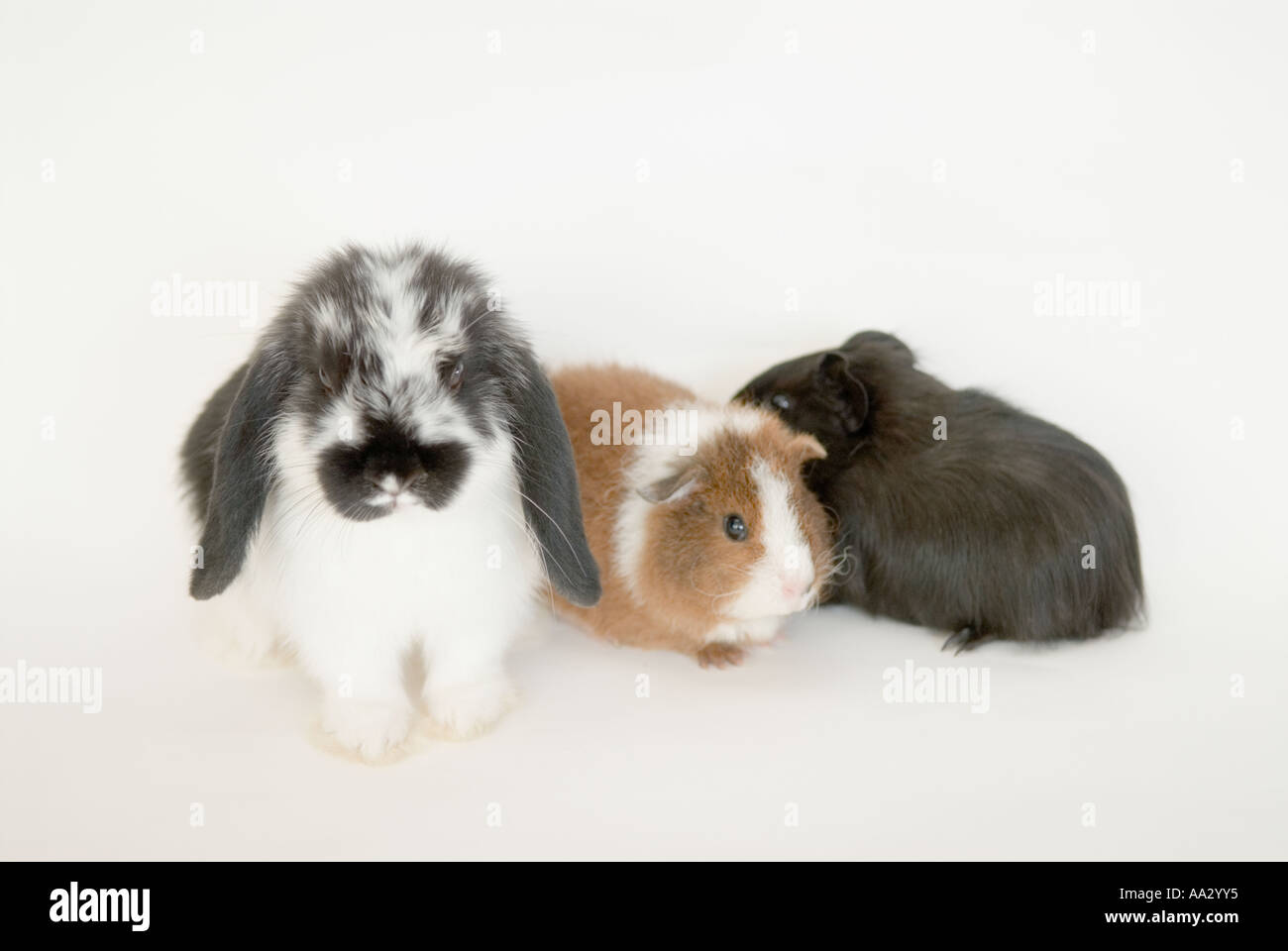 Rabbit and Guinea pigs Stock Photo - Alamy