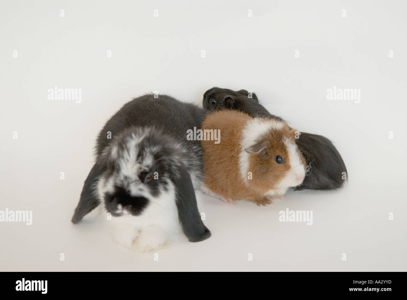 Guinea pigs and rabbit hi-res stock photography and images - Alamy