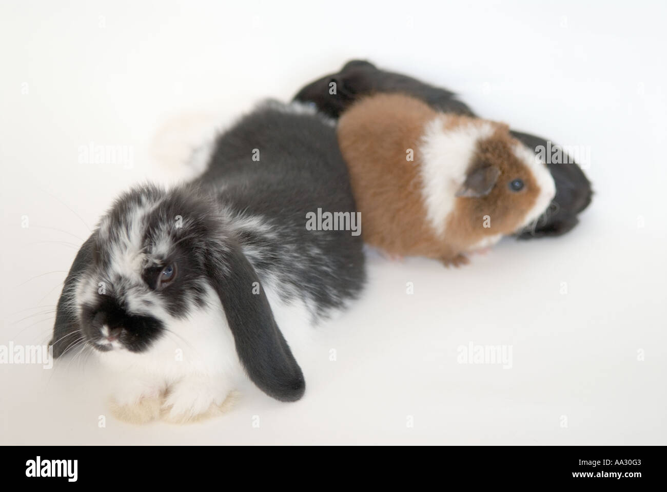 Rabbit and Guinea pigs Stock Photo - Alamy