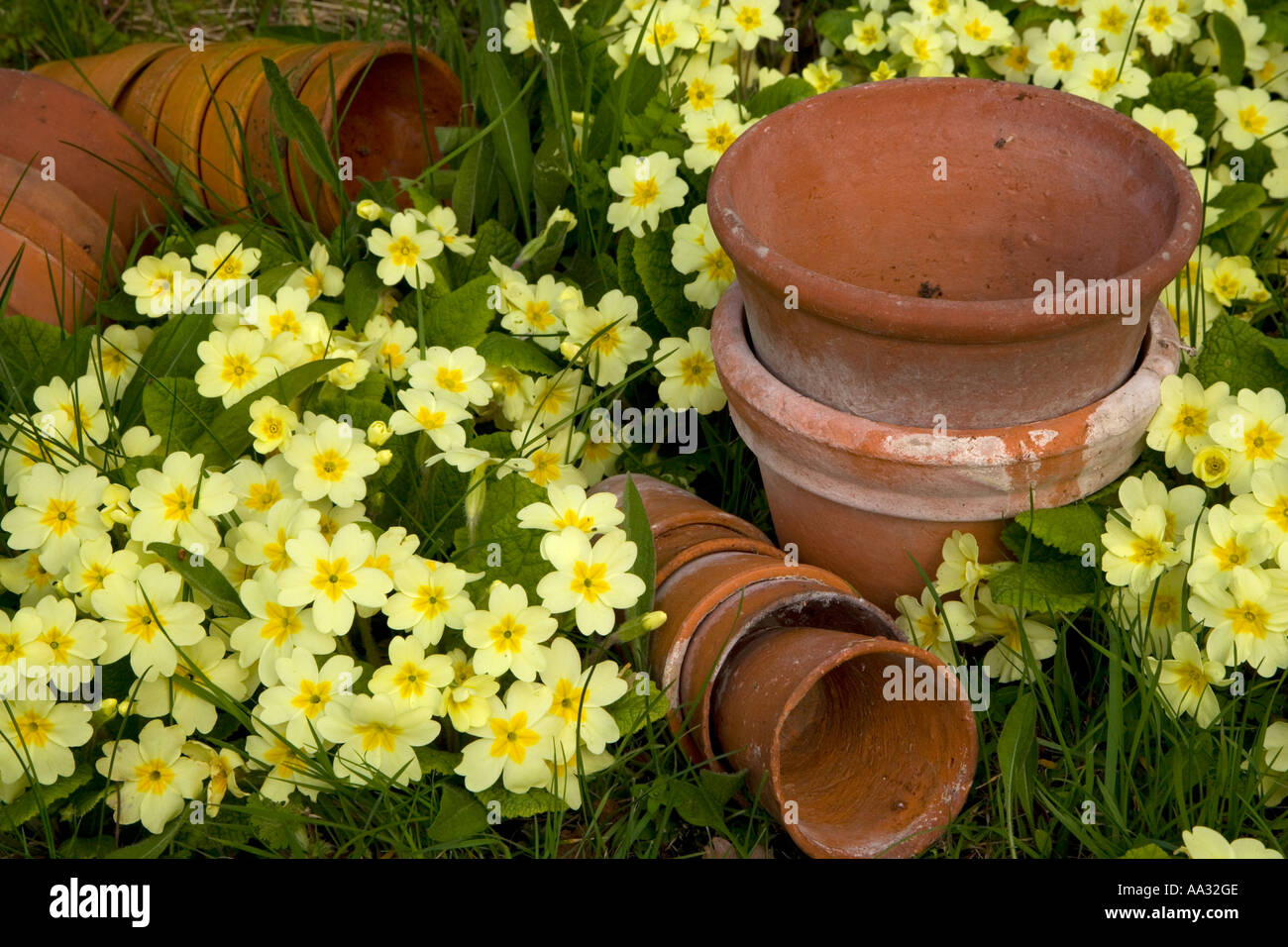 Primroses Primula vulgaris and terra cotta flower pots in wild garden ...