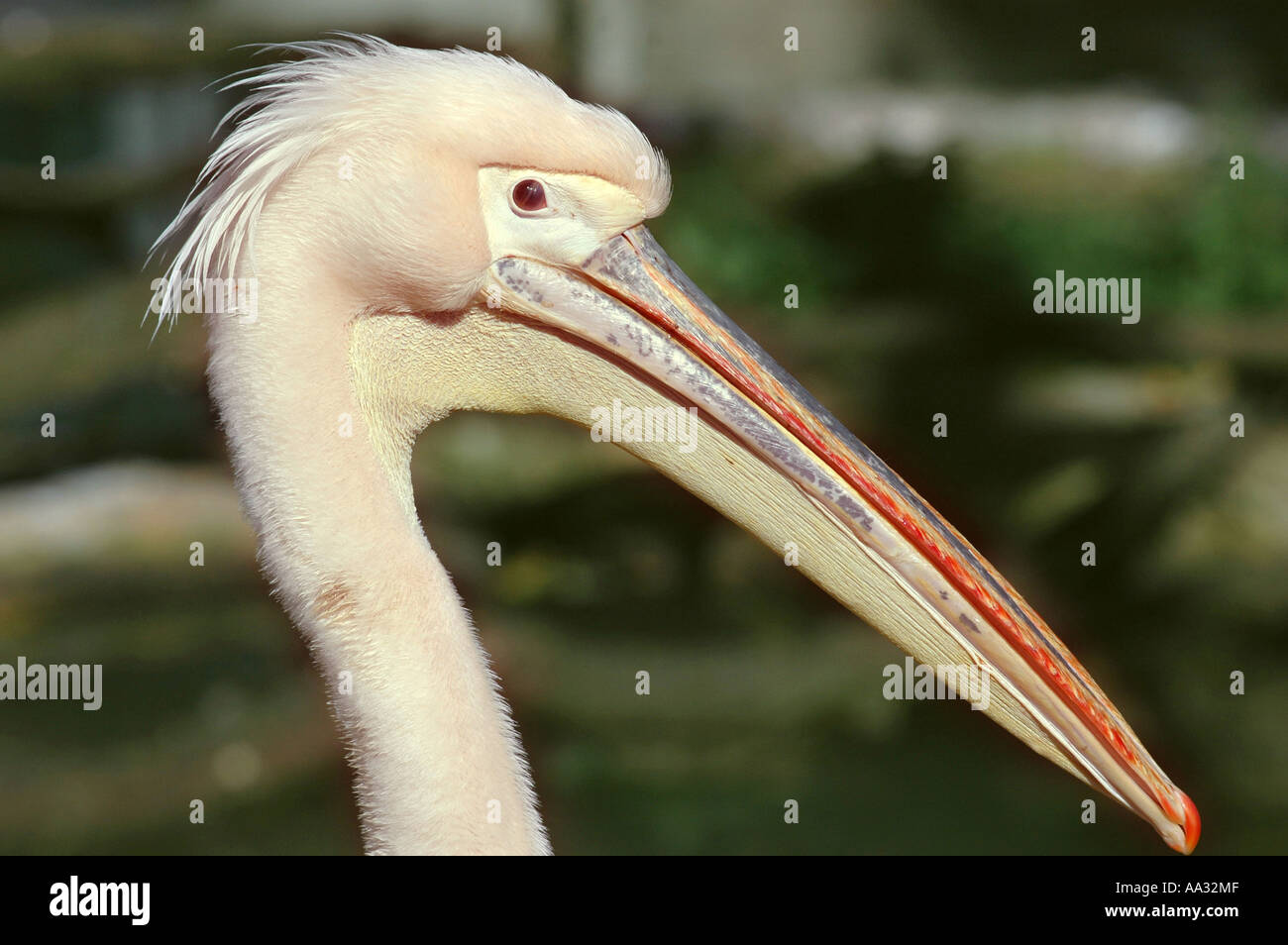 Pelican with a long beak Stock Photo - Alamy