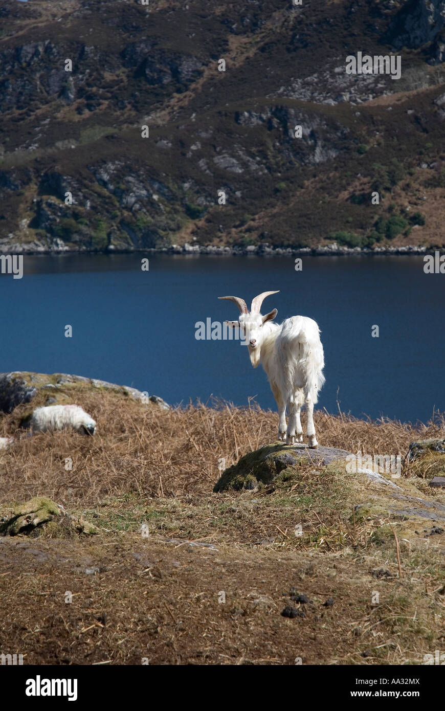 White horns agriculture agricultural ireland hi-res stock photography ...