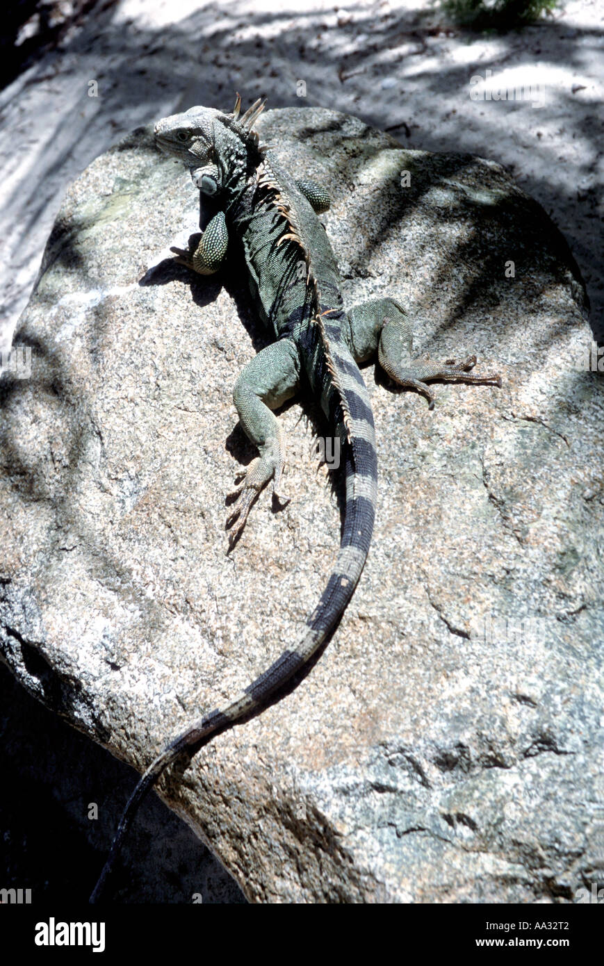 Aruba Caribbean Island lizard on rock Stock Photo - Alamy