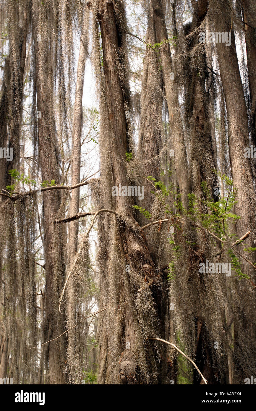 Texas marsh land hi-res stock photography and images - Alamy