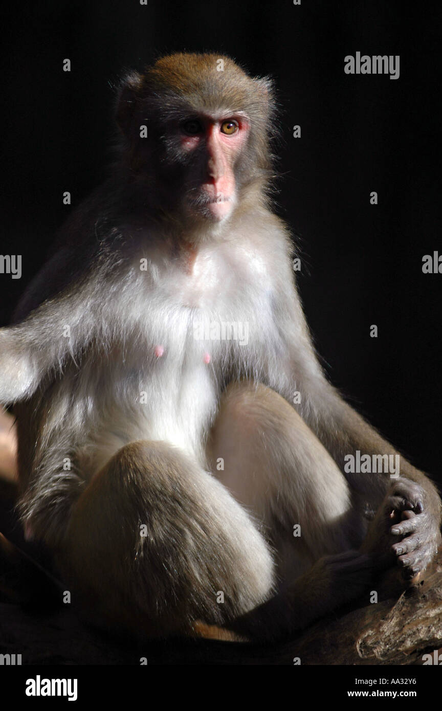 Vertical closeup black monkey sitting hi-res stock photography and ...