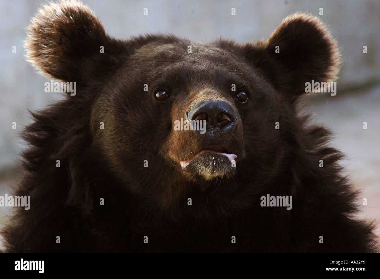 Muzzle of a bear Stock Photo - Alamy