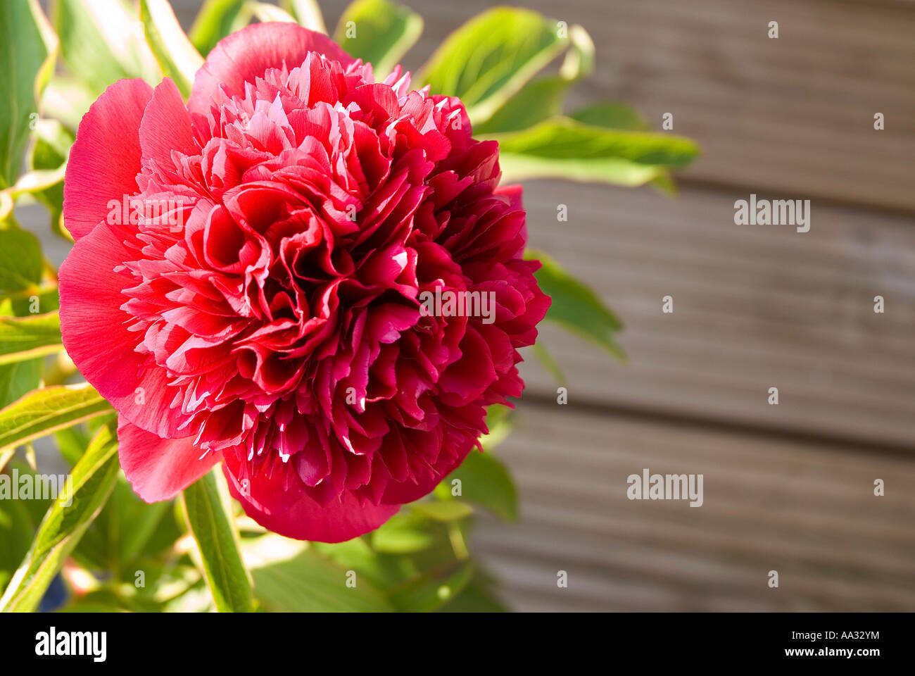 Rose p hi-res stock photography and images - Alamy