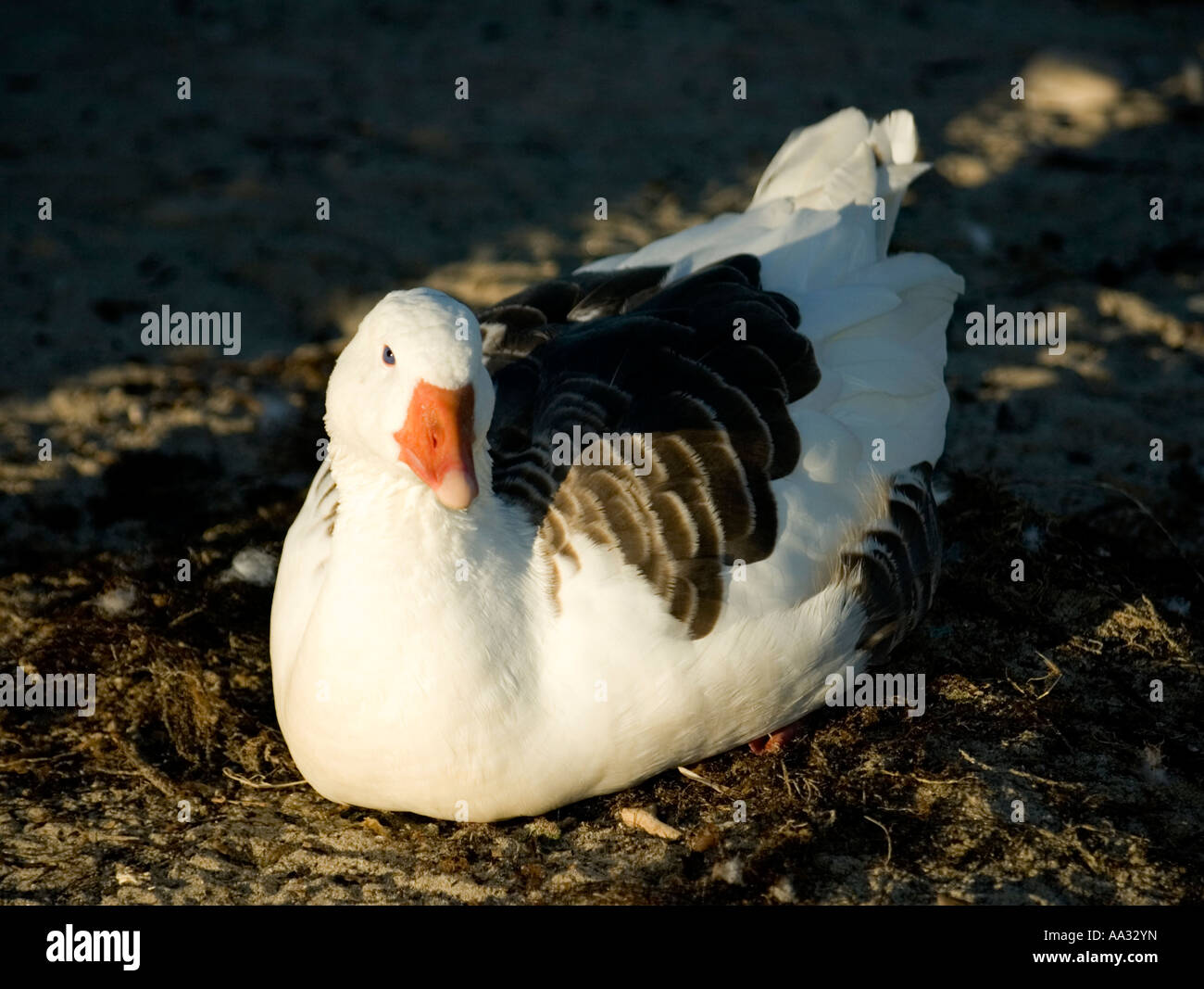 West Of England Goose Stock Photo - Alamy