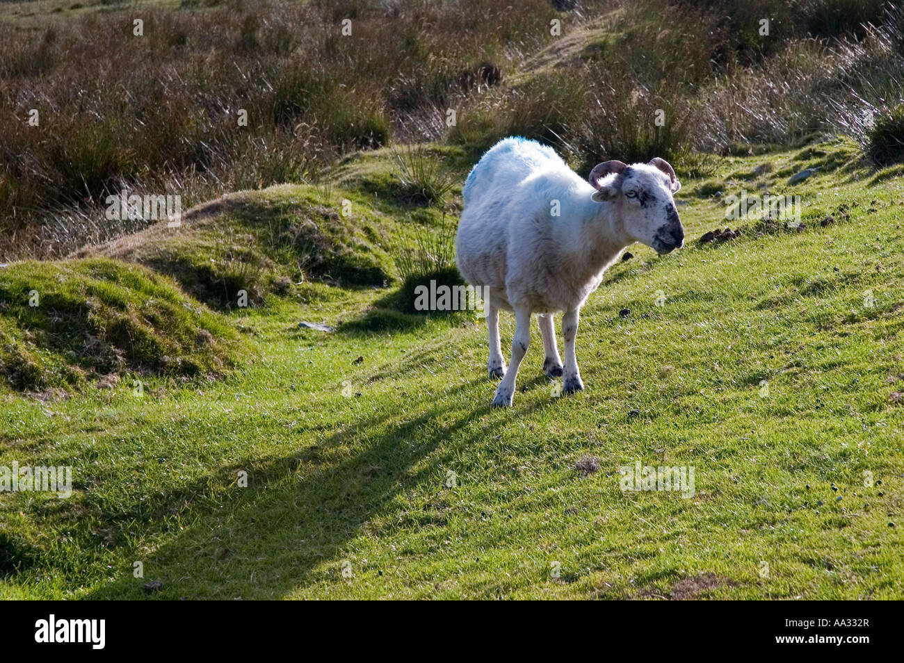 Lone Sheep on Mountain, Co. Kerry, Ireland Stock Photo - Alamy