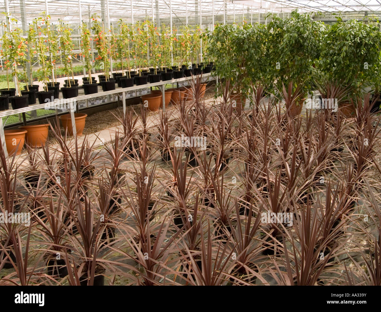 Rows of Plants in the Council Nursery at Woodthorpe Grange Park ...