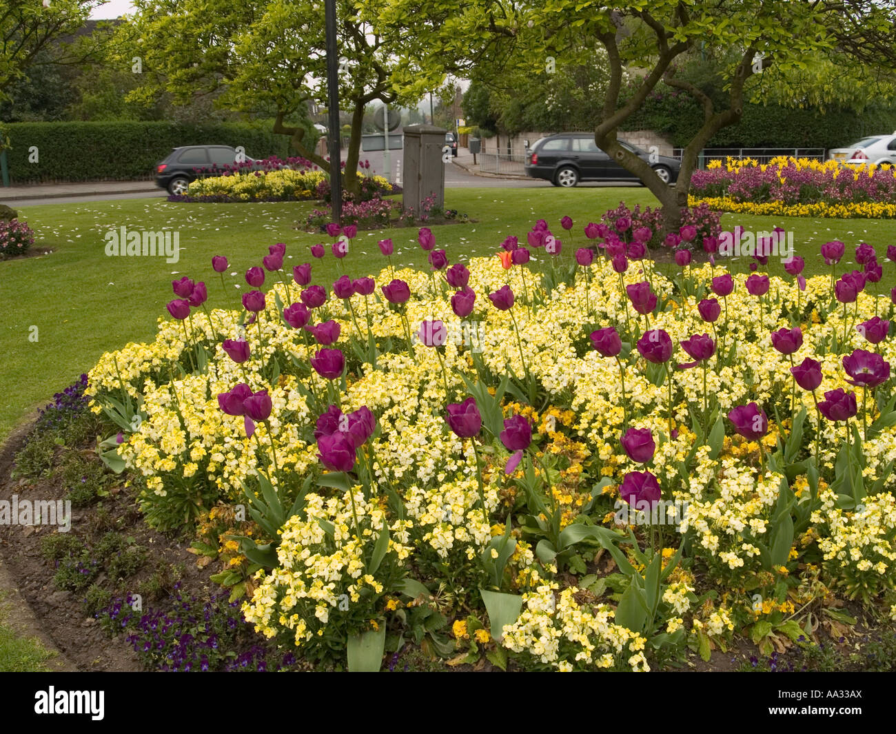 Spring Flowers and Tulips on a Traffic Island in Nottingham Stock Photo ...