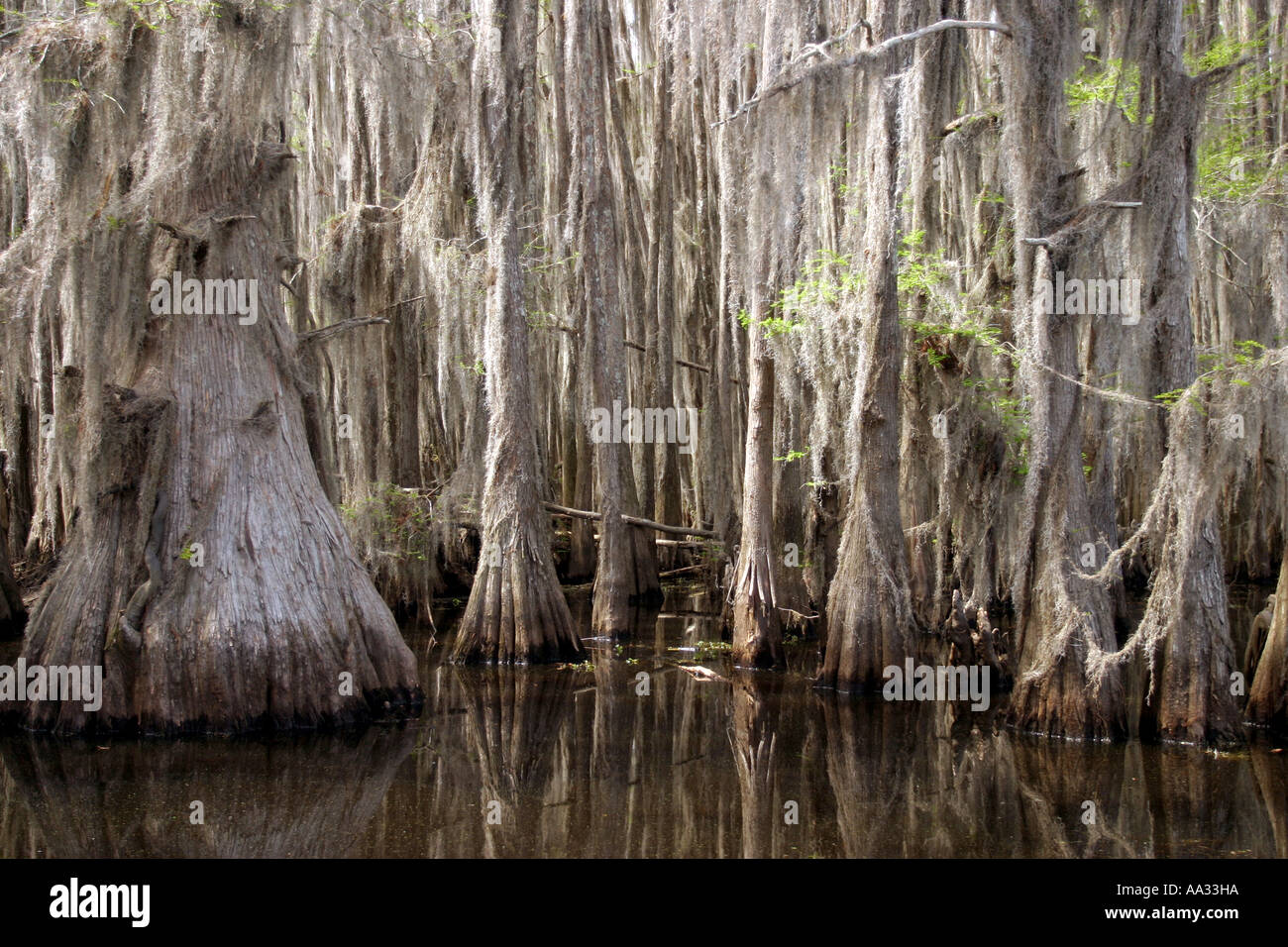 Cypresses trees and Spanish moss. Swamp land, Caddo Lake, Texas, USA ...