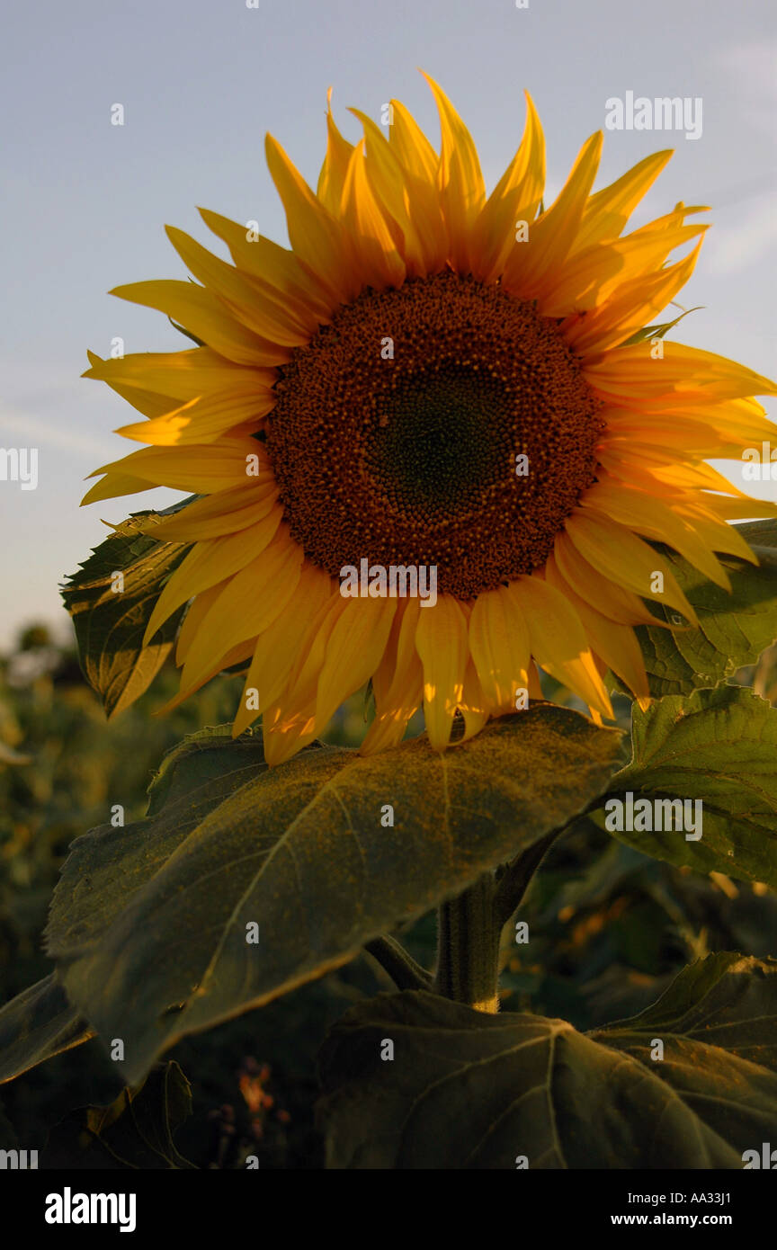 One large sunflower Stock Photo - Alamy