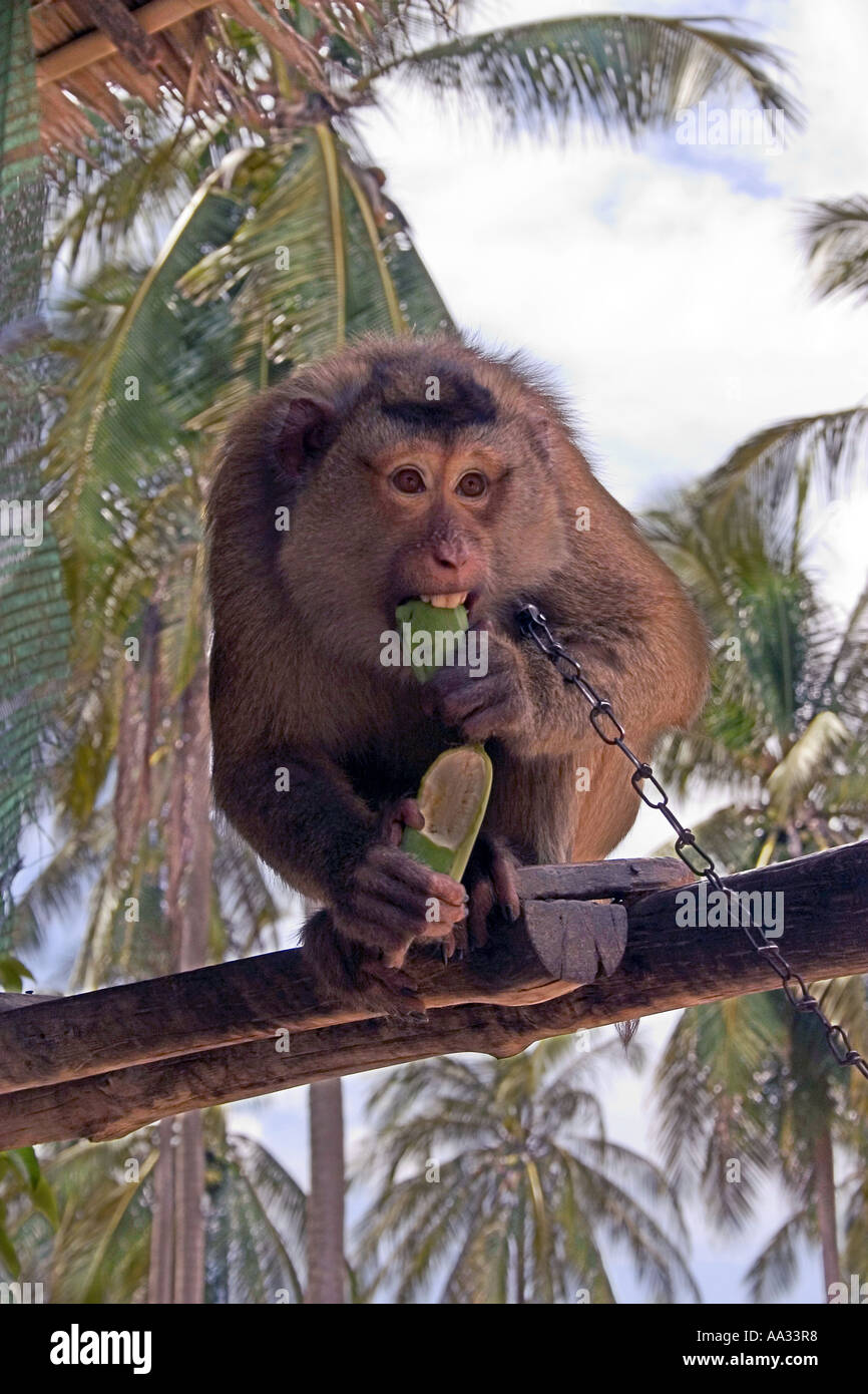 Monkey sitting on clouds hi-res stock photography and images - Alamy