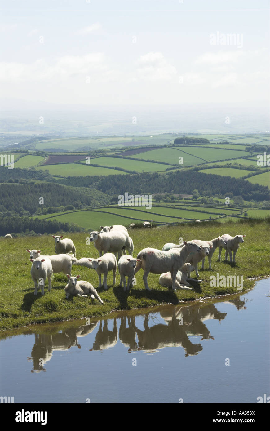 Drinking sheep hi-res stock photography and images - Alamy