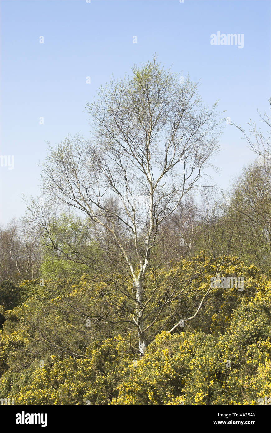 Scrub encroachment hi-res stock photography and images - Alamy