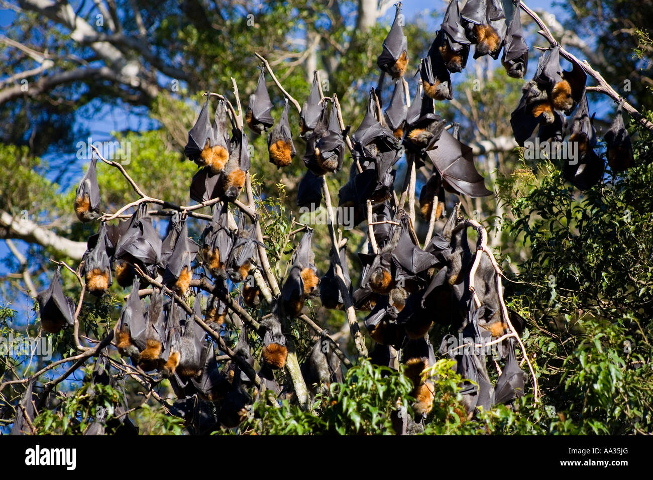 A colony of Grey Headed Flying Foxes. These bats are endemic to ...