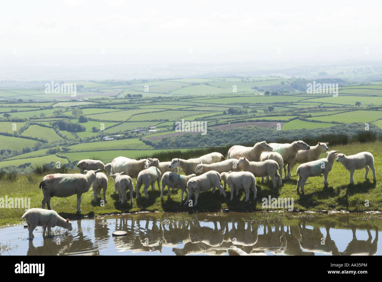 Drinking sheep hi-res stock photography and images - Alamy